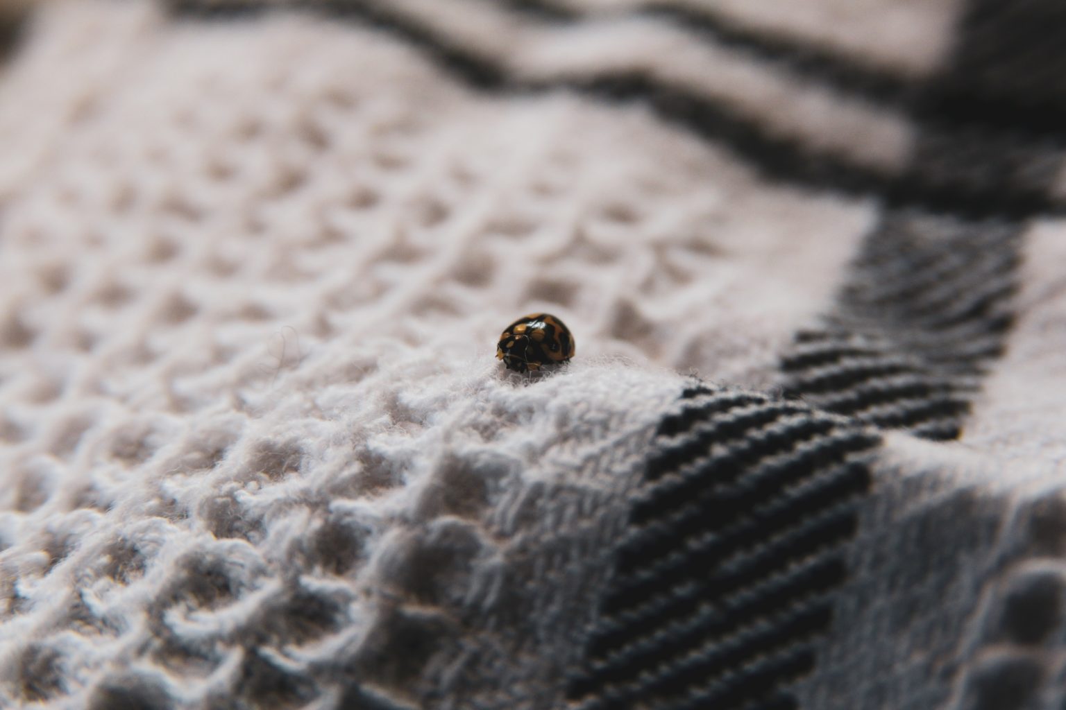 How to Get Rid of Insect Pests in Your Upholstered Furniture